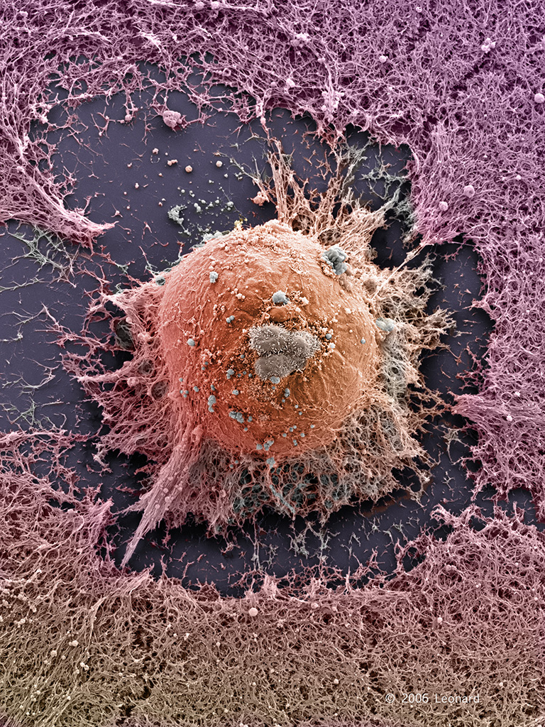 Stem Cells | Andrew Paul Leonard APL Microscopic