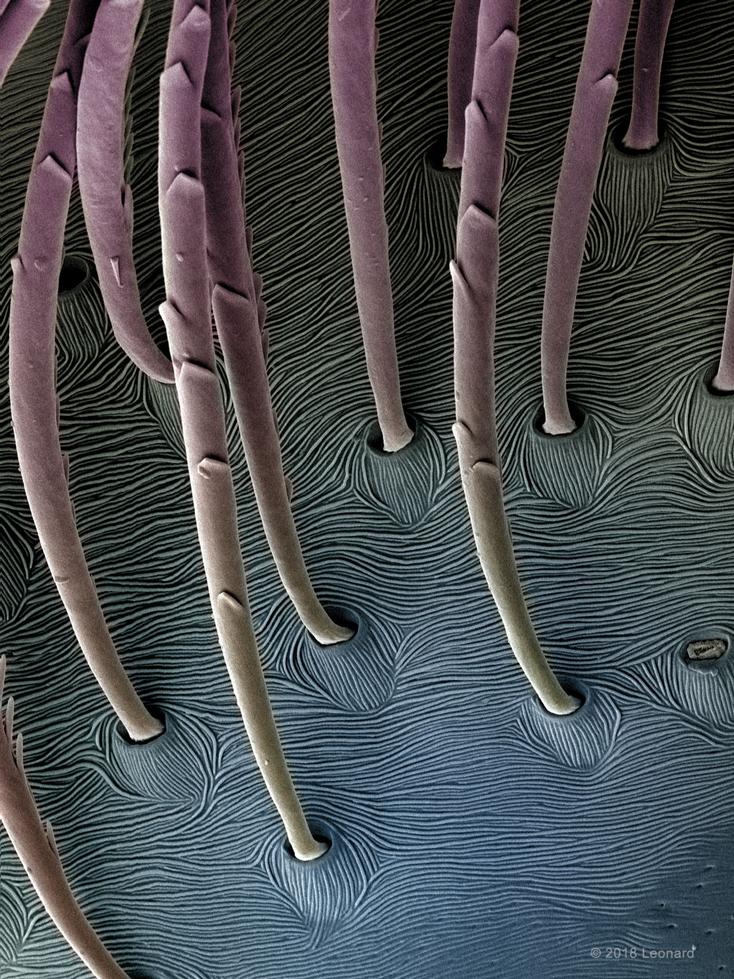 Art | Andrew Paul Leonard APL Microscopic