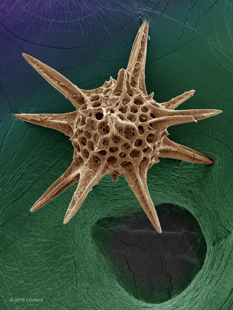 Radiolarian | Andrew Paul Leonard APL Microscopic
